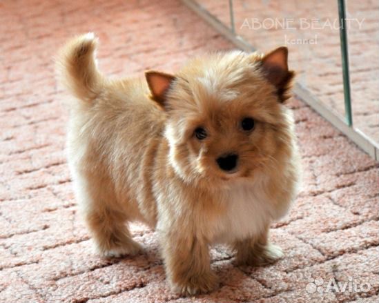 Голддаст девочка, золотая