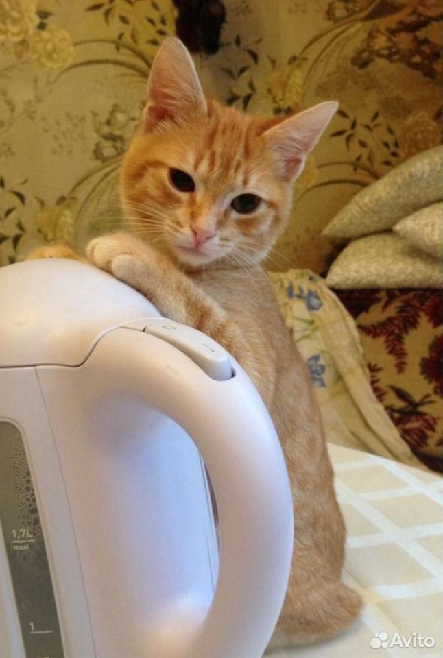 Только для вас рыжий, ми-ми-мишный котенок