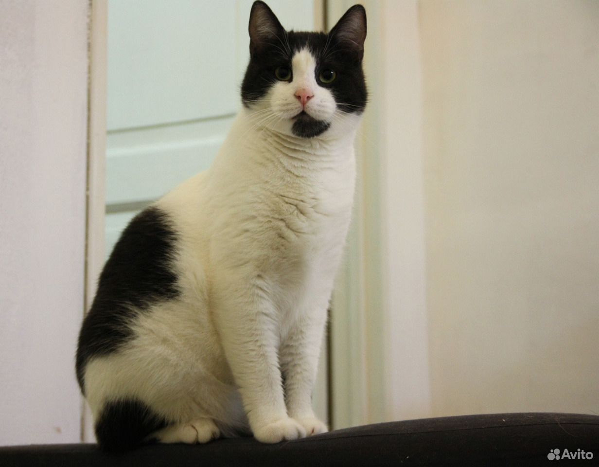 Стефан ищет дом