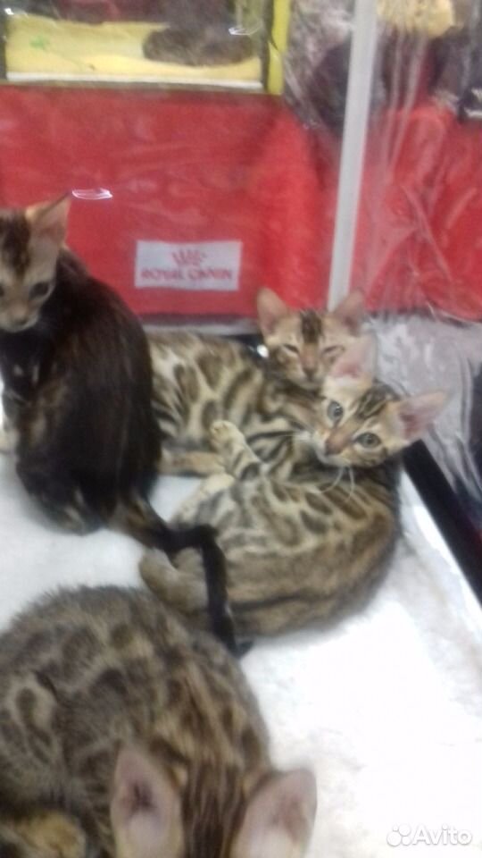 Бенгальчики мальчики и девочки