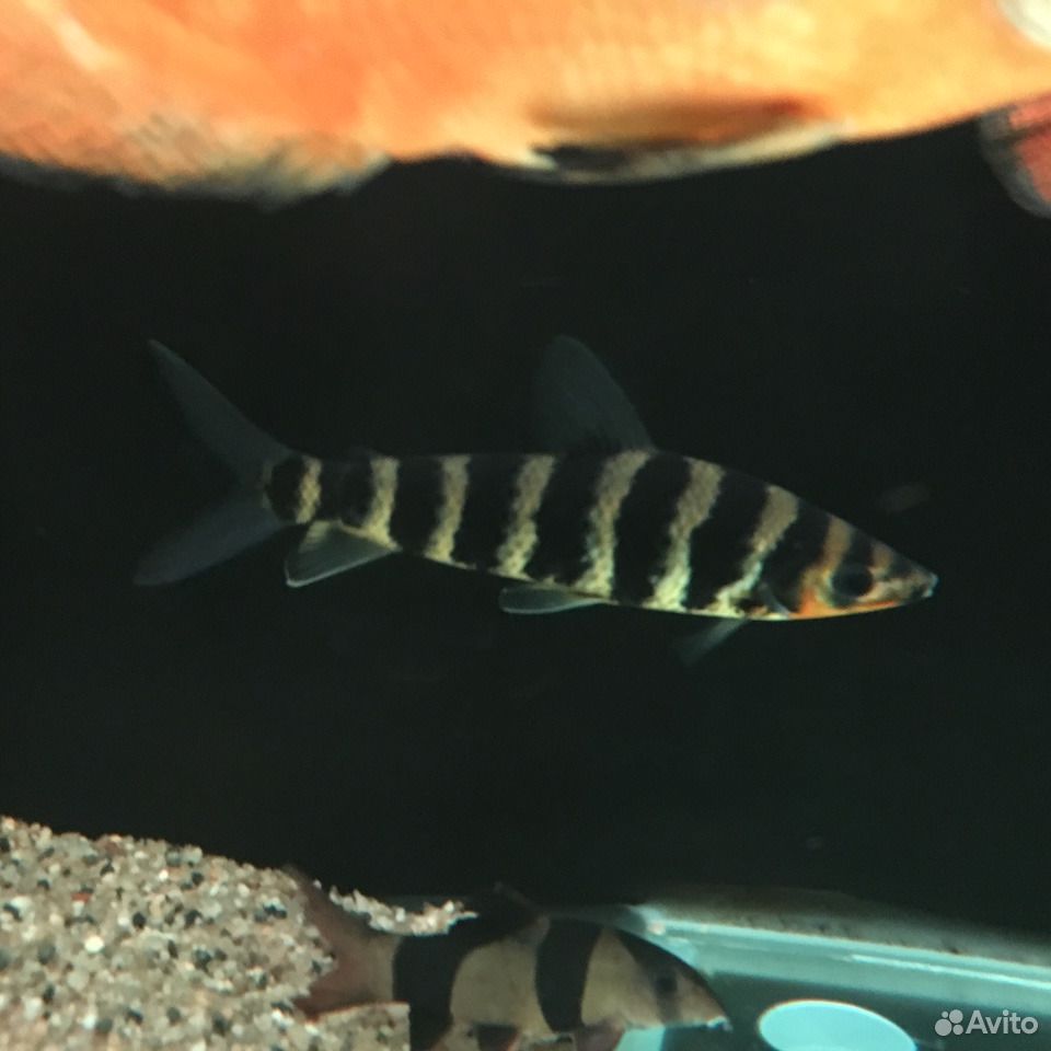Лепоринус полосатый обмен продажа