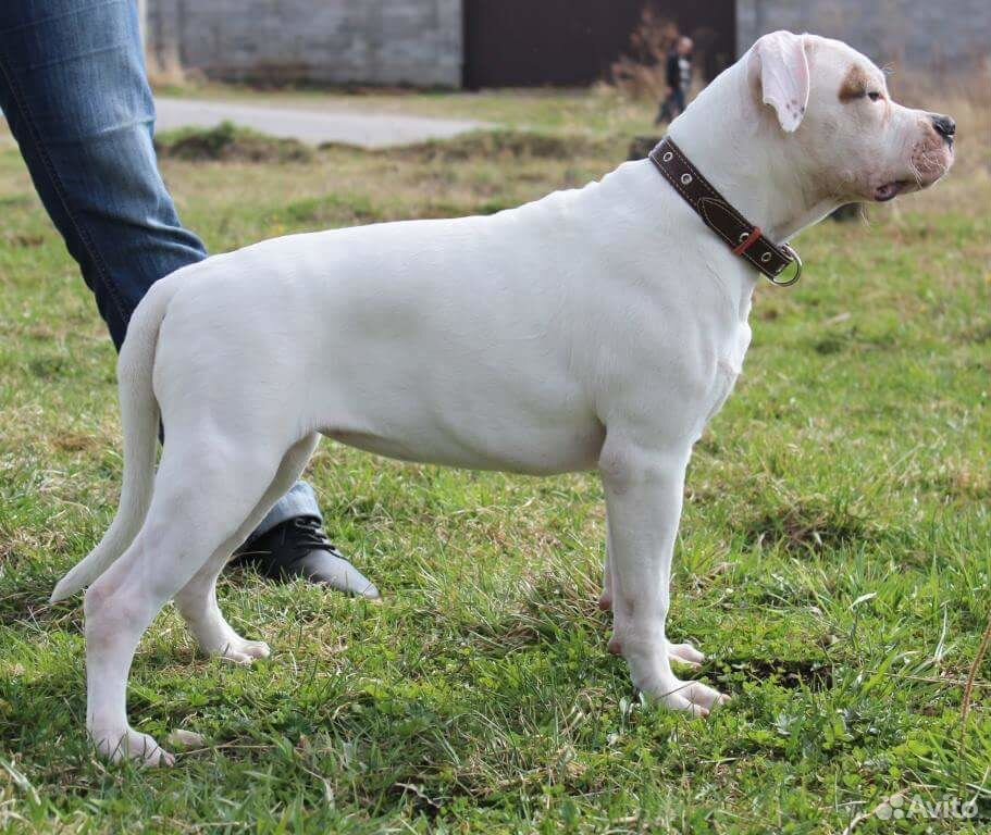 Щенок американского бульдога