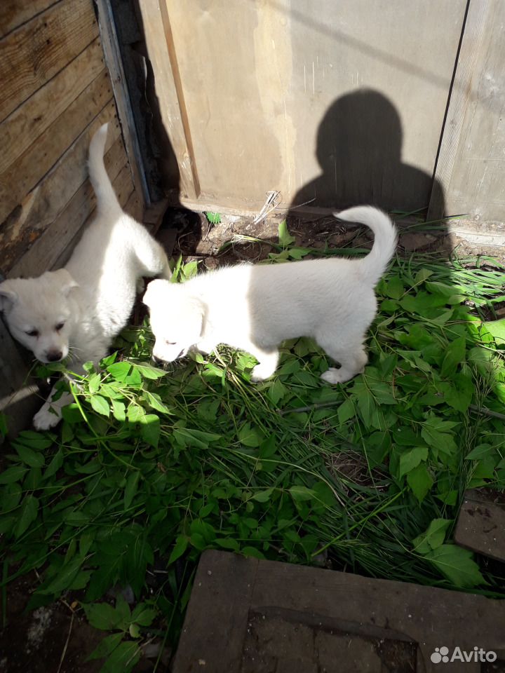 Западно-сибирская лайка белая девочка (2 месяца)