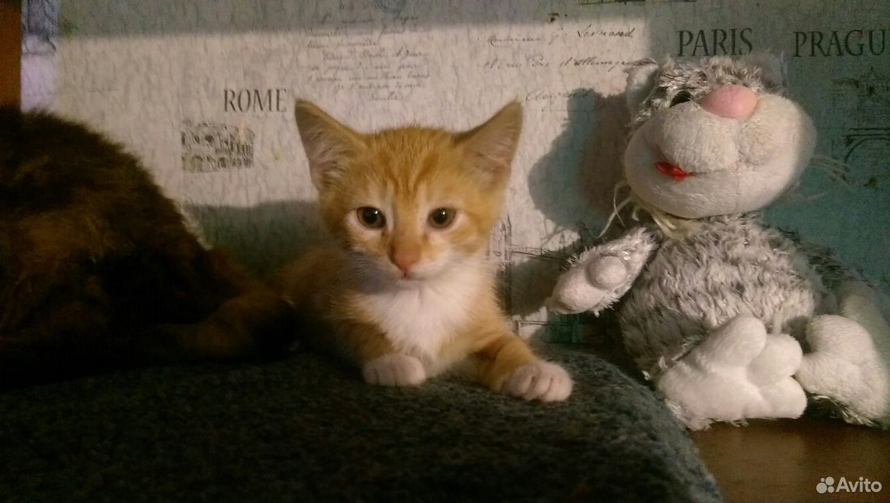 Маленькие братцы-котики в добрые руки