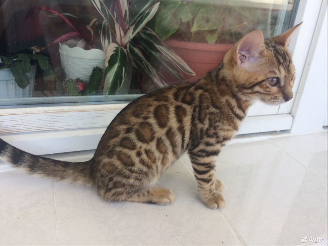 Бенгальская девочка