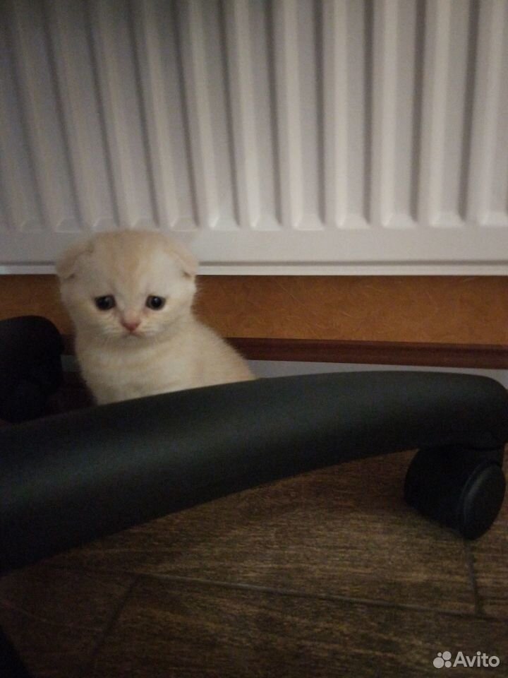 Вислоухие котята