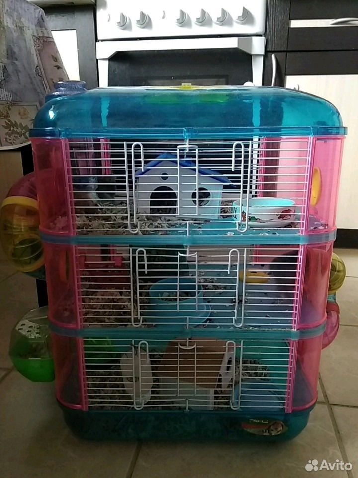 Джунгарский хомяк