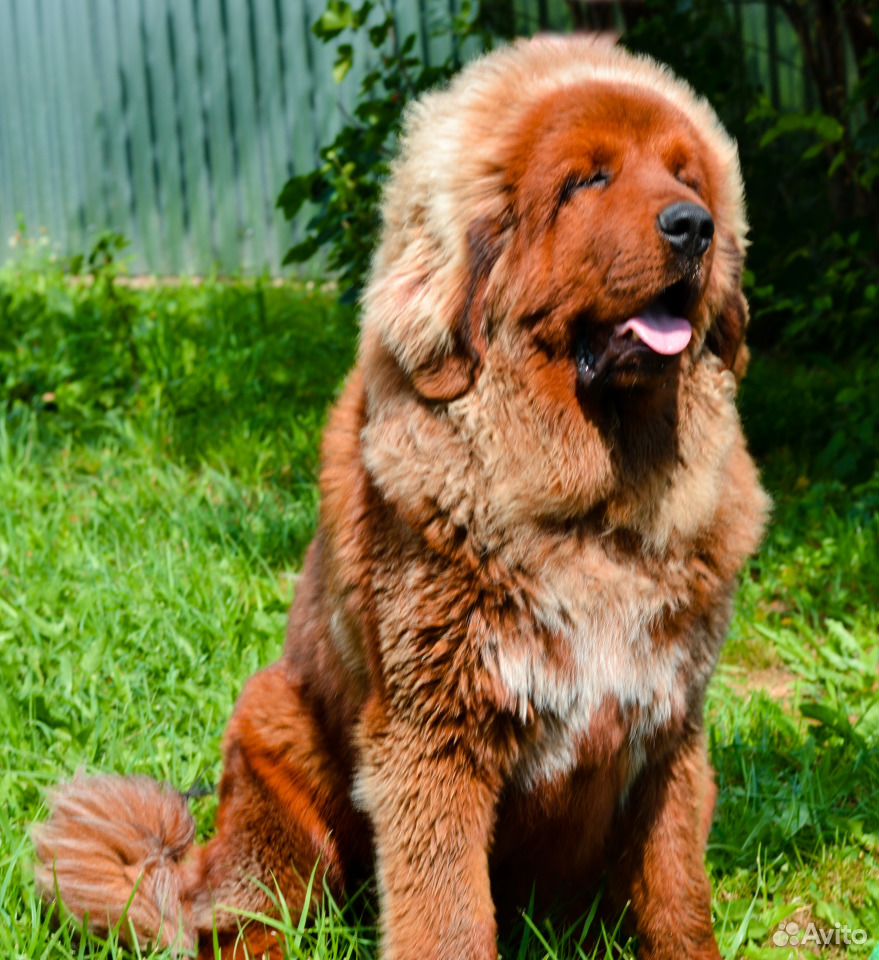 Красная девочка тибетский мастиф