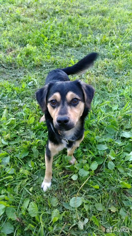 Щенок Атос ждет своего хозяина