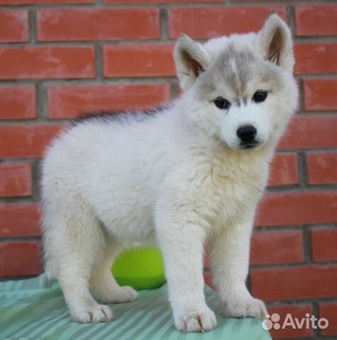 Щенки хаски. 3 девочки, кареглазые волчата