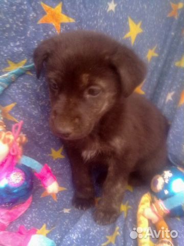 Лапушки - щенки в добрые руки