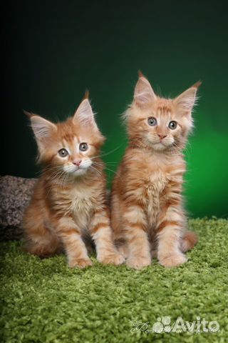 Котята из питомника