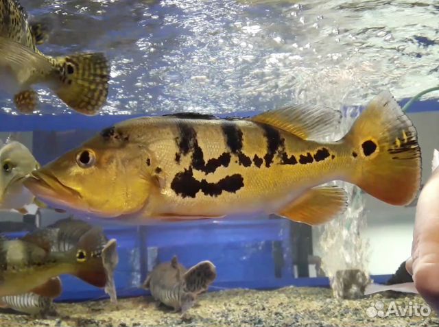 Цихла Монокулус