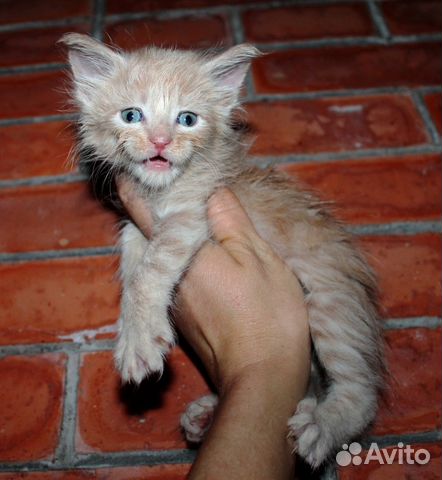 Мейнкун Снежный Барс