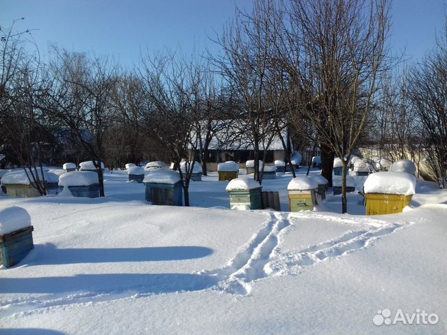 Пчелосемьи, пчелопакеты