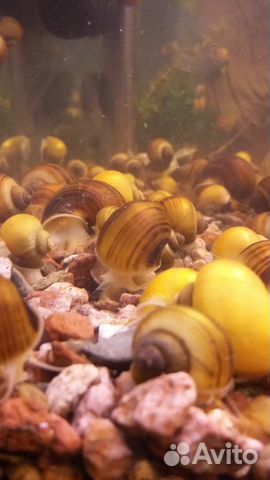 Мальки моллинезии и пецилии,гуппи