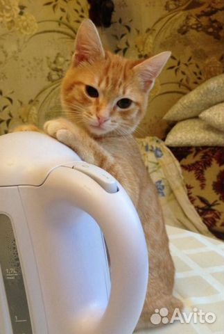 Только для вас рыжий, ми-ми-мишный котенок