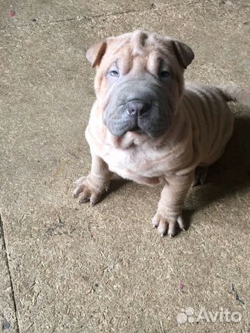 Изабеллочка