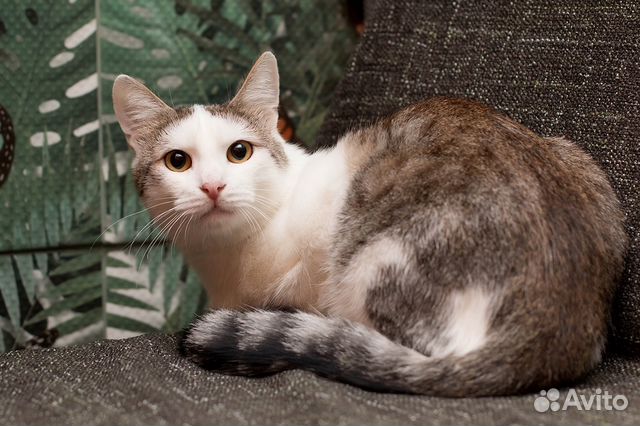 Молодой котик Епифан в дар