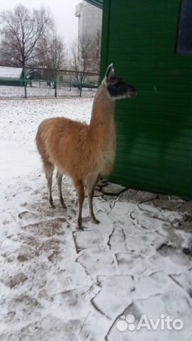 Обмен-продажа ламы