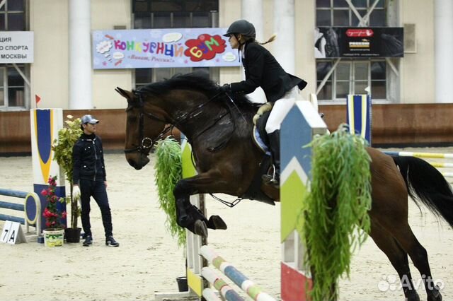 Конкурная кобыла в аренду (запад Москвы)