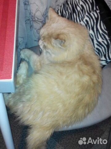 Кот Персик