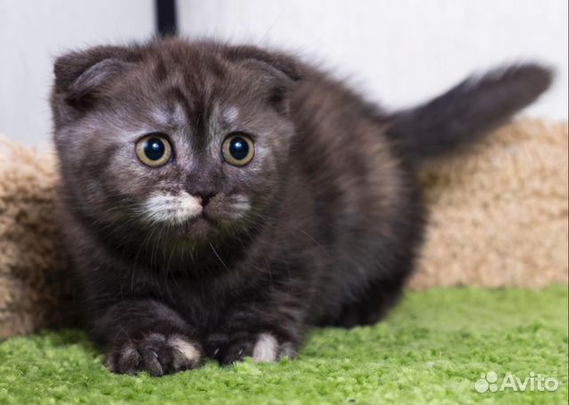 Породистая девочка