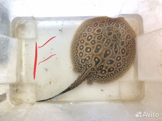 Жемчужные Скаты Собственного Разведения