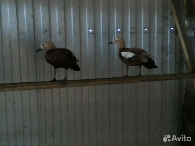 Утки декоративные