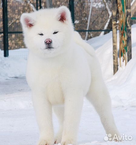 Белая сука акита ину РКФ, Акихо
