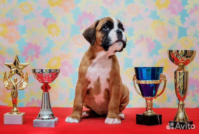 Боксодевочки