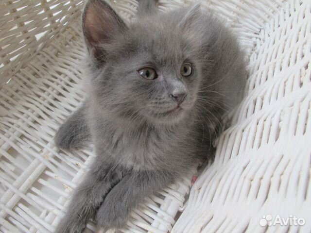 Кошечка 2 месяца