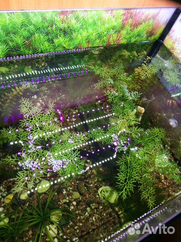 Индийский папоротник