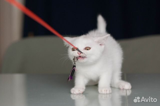 Белый британский котик, 3 месяца