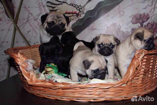 Мопс мальчик