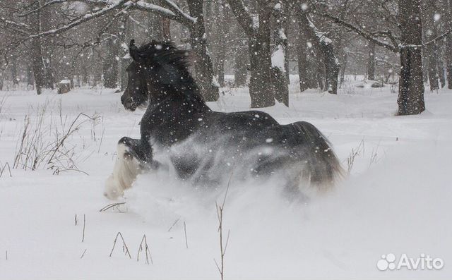 Жеребчик Drumhorse (Тинкер- Клайдсдейл)