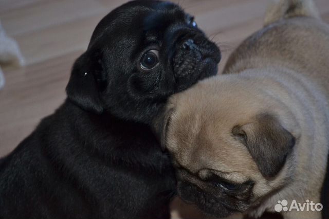 Продаются элитные щенки мопса