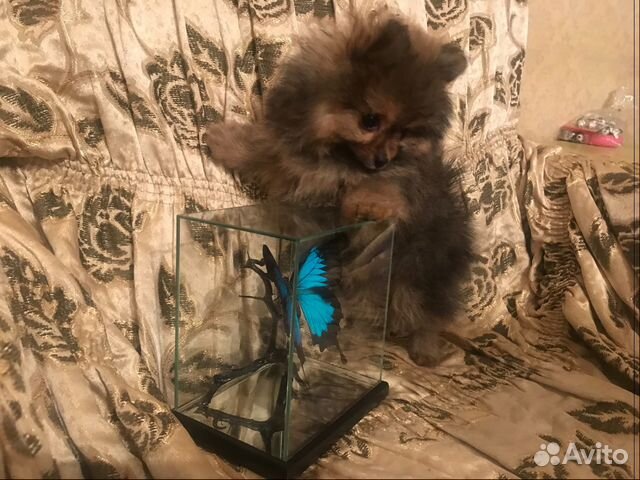 Померанский шпиц. Малютка девочка