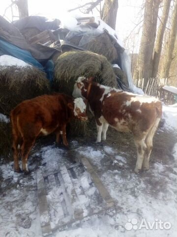 Телочки на племя