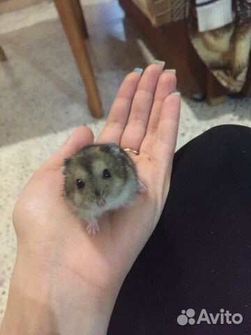 Хомяк