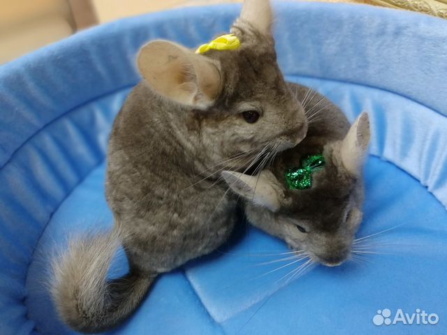 Шиншиллы