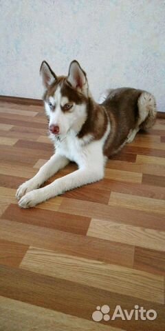 Сибирский хаски