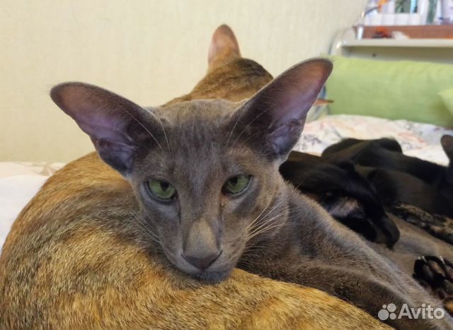 Ориенталочка голубого окраса