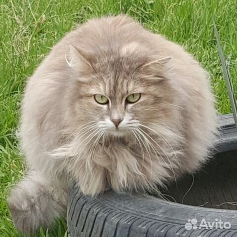 Эксклюзивная кошечка