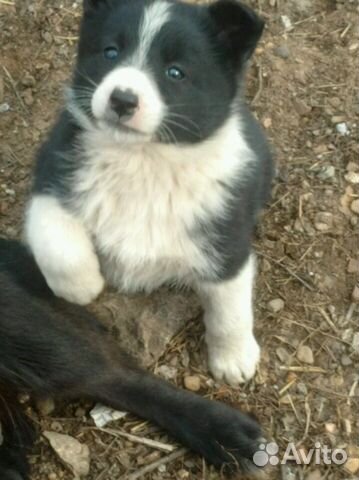 Прекрасные щеночки