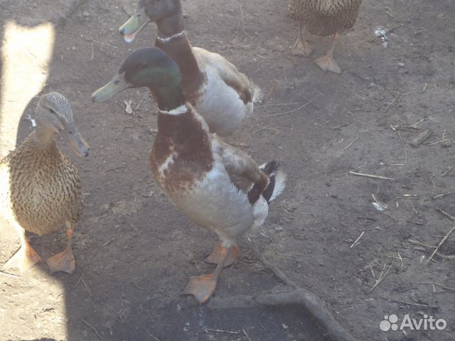 Продам инкубационное яйцо Индийского Бегунка