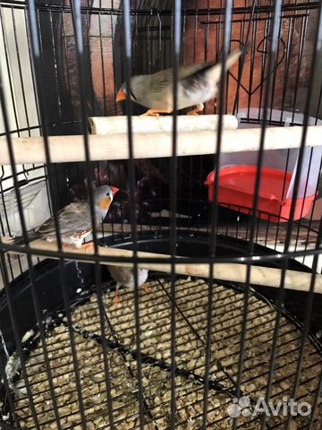 Отдам Амадинов в добрые руки(Клетка,кормушка