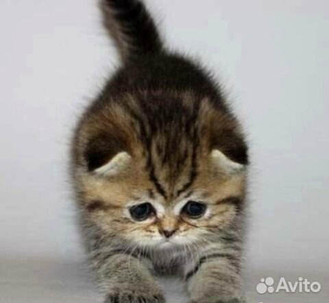 Вислоухие шотландские котята