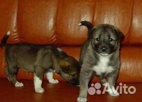 Метис лайки