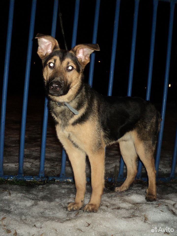 Молодой щенок